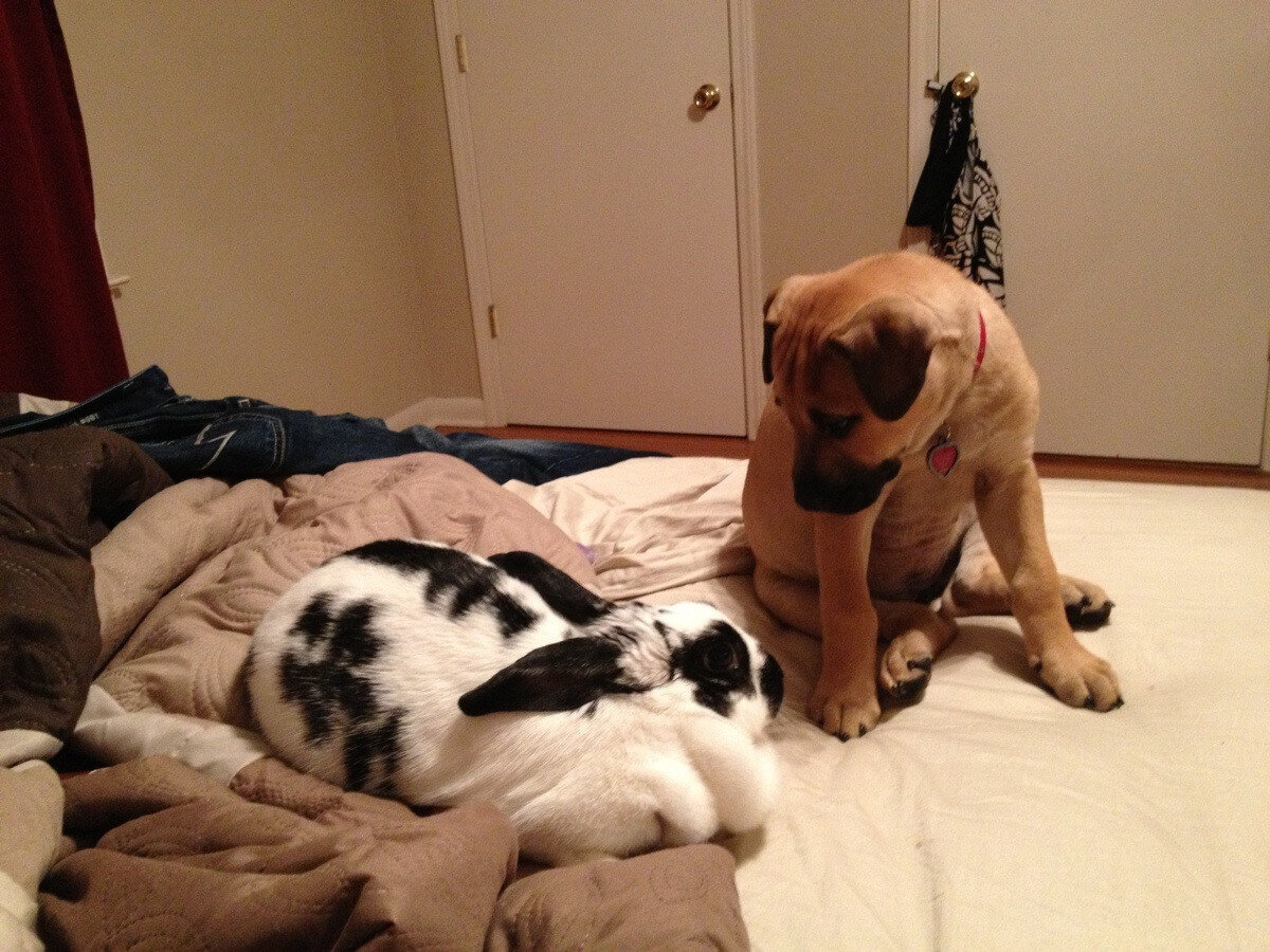 9 Dogs Who Are Pretty Sure They're Bunnies - The Dodo