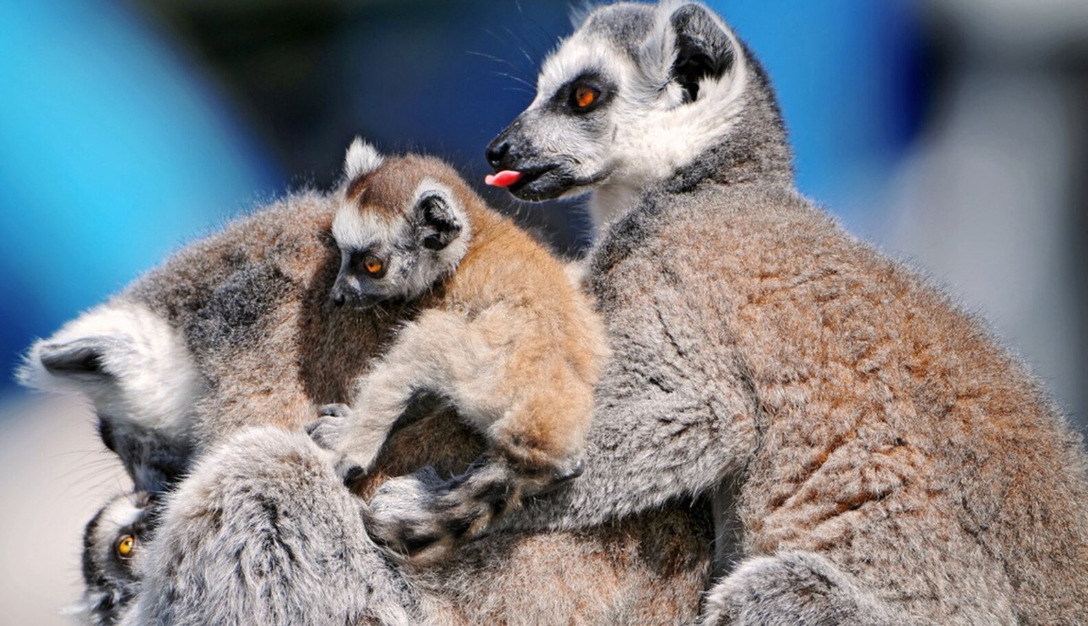 Pregnant Lemurs' Smell Gives Away Sex Of The Baby - The Dodo