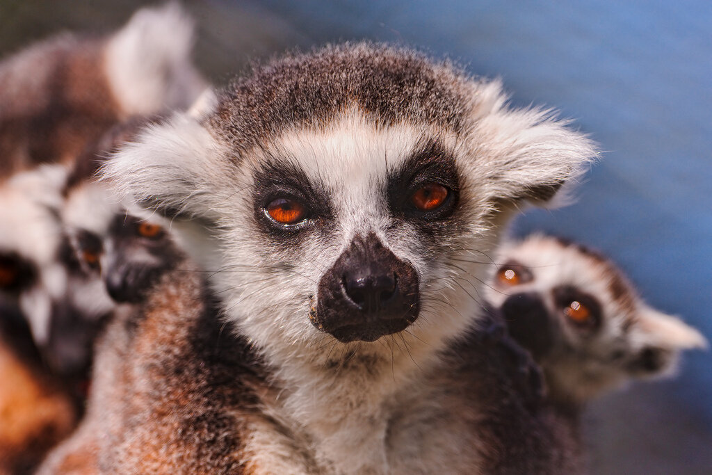 Pregnant Lemurs' Smell Gives Away Sex Of The Baby - The Dodo