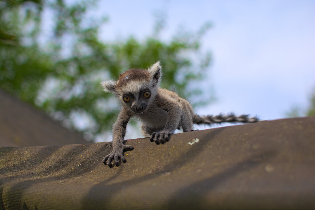 Pregnant Lemurs' Smell Gives Away Sex Of The Baby - The Dodo