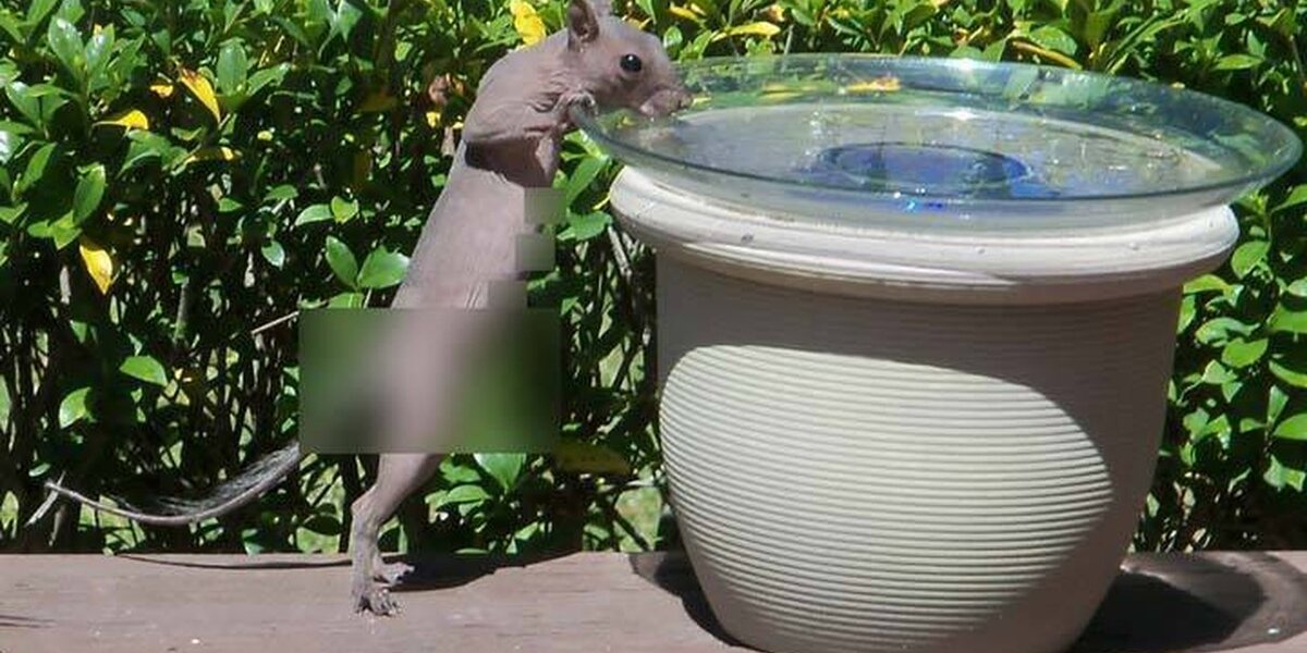 Naked Squirrel Lets It All Hang Out In Nice Ladys Backyard The Dodo