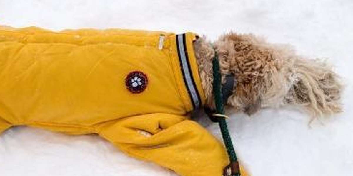 Snowsuits For Dogs Are Officially A Thing - The Dodo