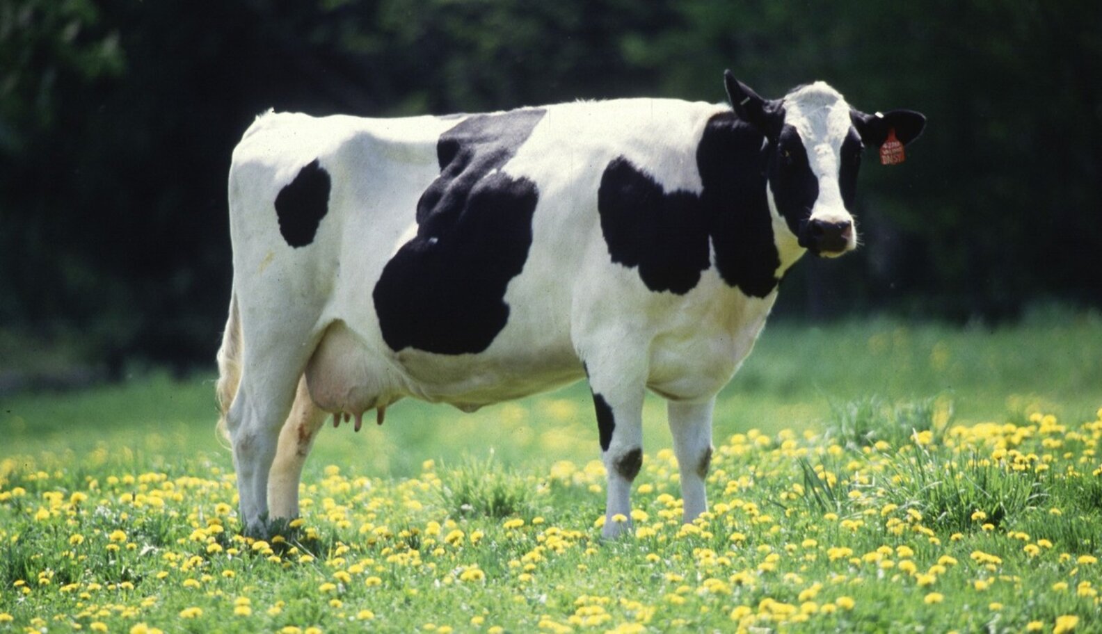 Hero Cow Who Rescued Farmer From Floodwaters Has Passed Away - The Dodo