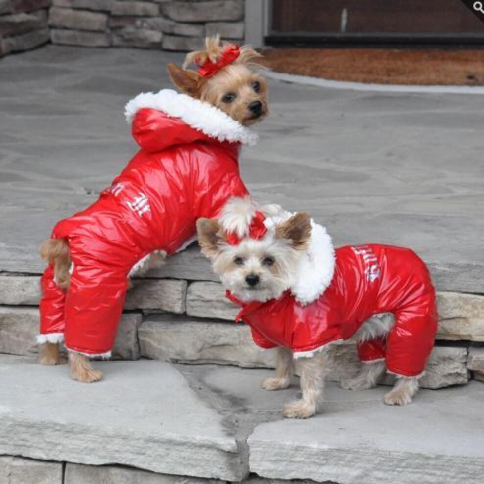 Snowsuits For Dogs Are Officially A Thing - The Dodo