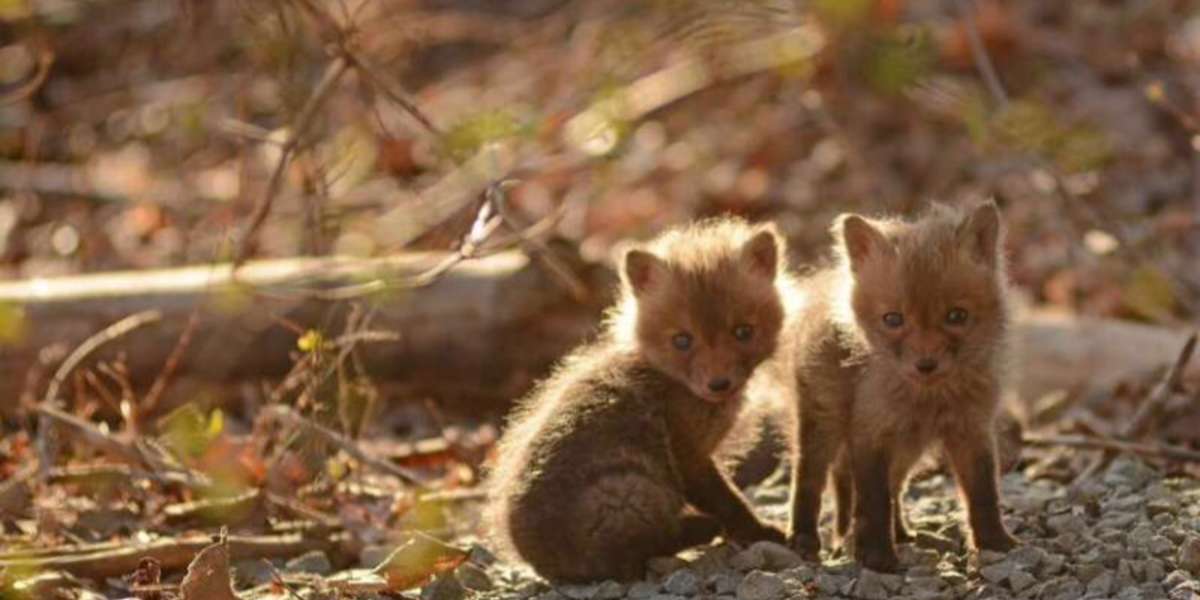 Every Photo Of This New Little Fox Family Is Cuter Than The Last - The Dodo