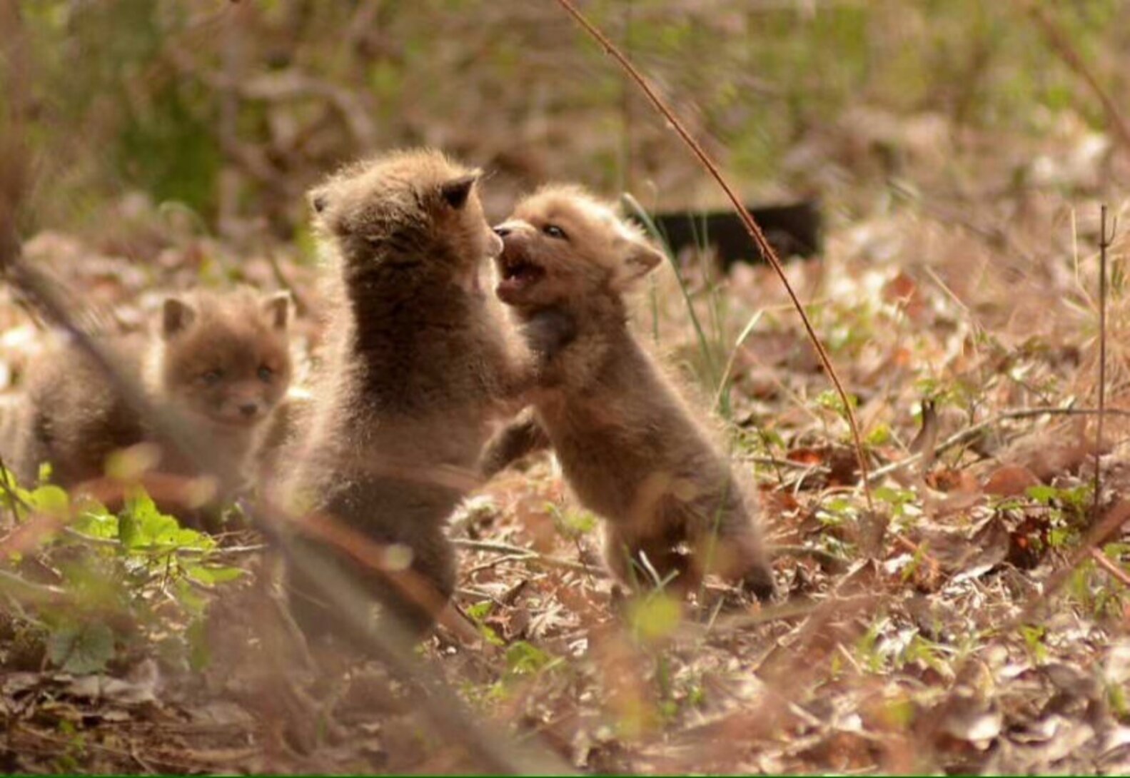 Every Photo Of This New Little Fox Family Is Cuter Than The Last - The Dodo