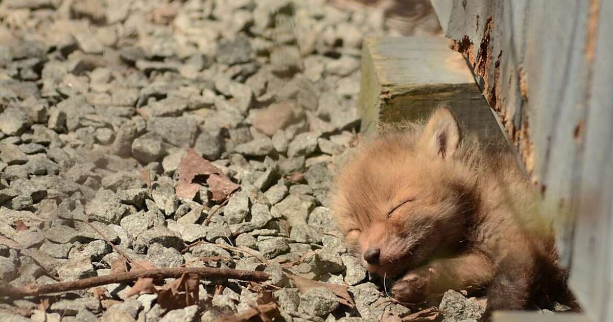 Every Photo Of This New Little Fox Family Is Cuter Than The Last - The Dodo