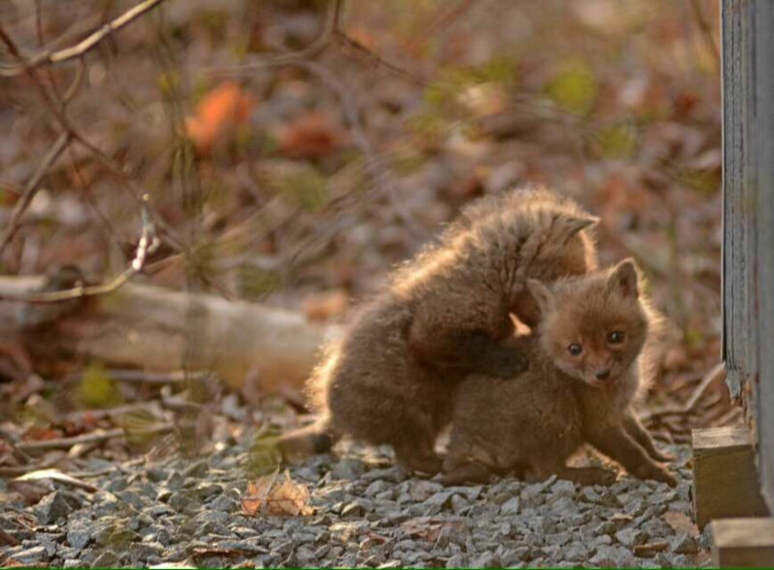 Every Photo Of This New Little Fox Family Is Cuter Than The Last - The Dodo