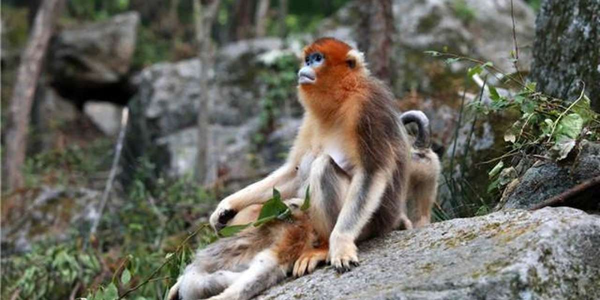 Mother Monkey Refuses To Leave Her Dead Baby's Side - The Dodo