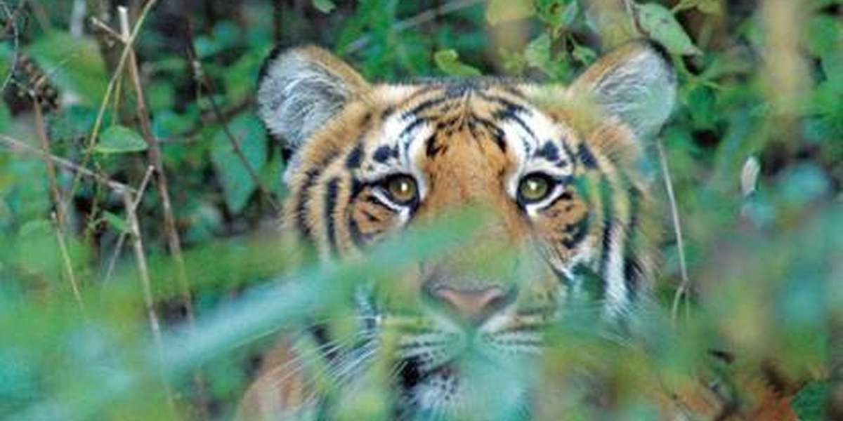 11 Photos That Prove Animals Need Our Help On World Wildlife Day - The Dodo