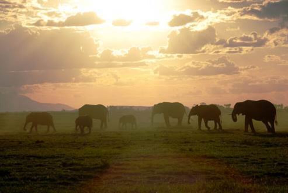 11 Photos That Prove Animals Need Our Help On World Wildlife Day - The Dodo