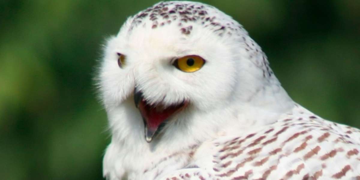 Snowy Owl’s Invasion Of The South Delights Birdwatchers - The Dodo