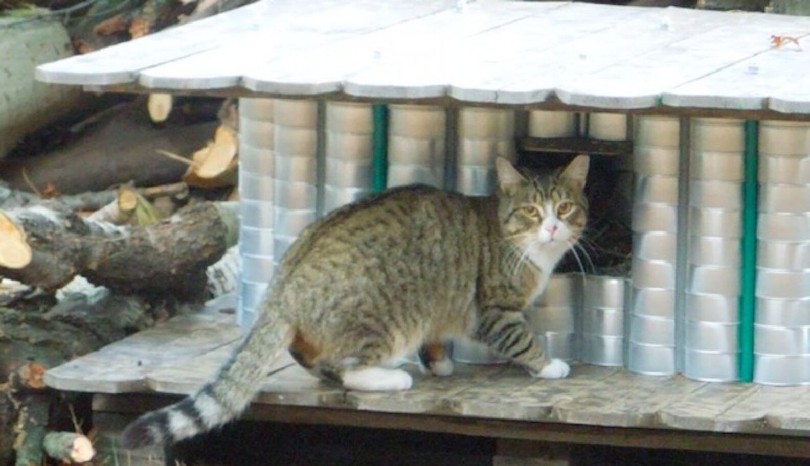 A Boom In Safe -- And Sometimes Swank -- Stray Cat Housing - The Dodo