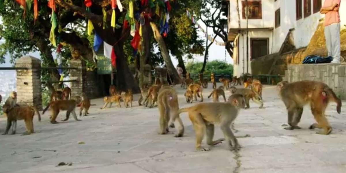 Sacred Monkeys Rule Over Temple In Nepal - The Dodo