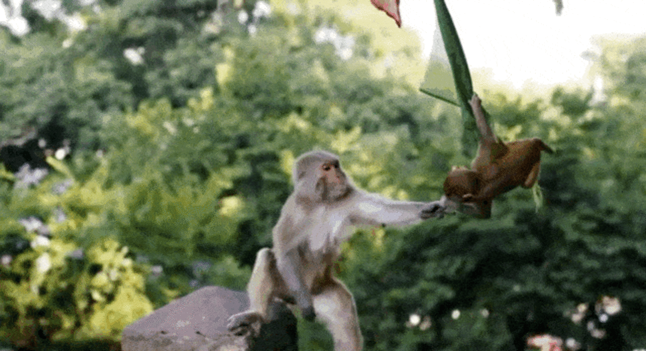 Sacred Monkeys Rule Over Temple In Nepal - The Dodo