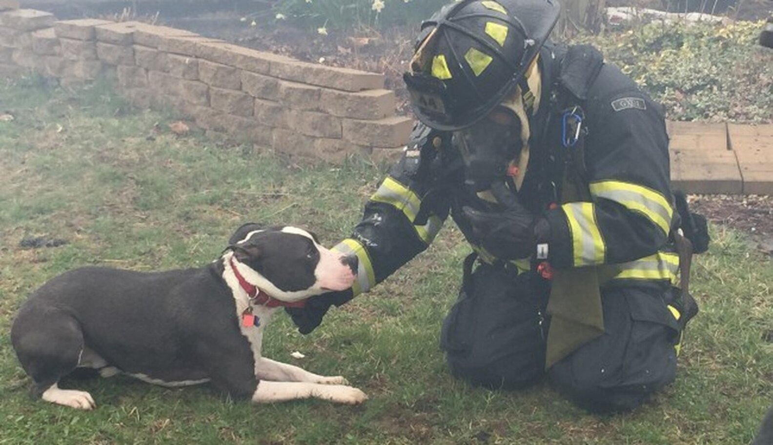 Hero Pit Bull Credited With Saving His Human's Life During Fire - The Dodo
