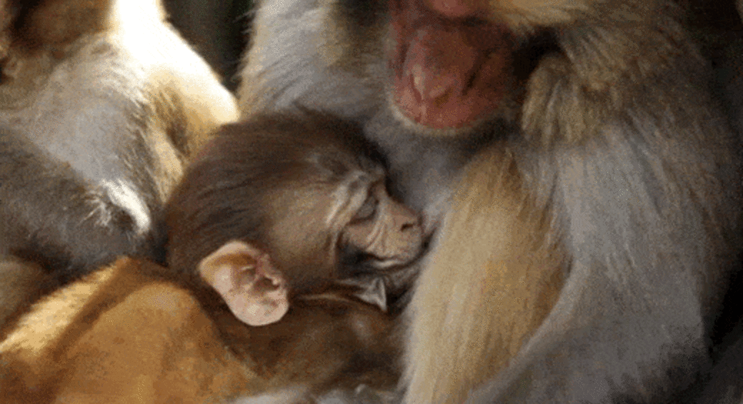 Sacred Monkeys Rule Over Temple In Nepal - The Dodo