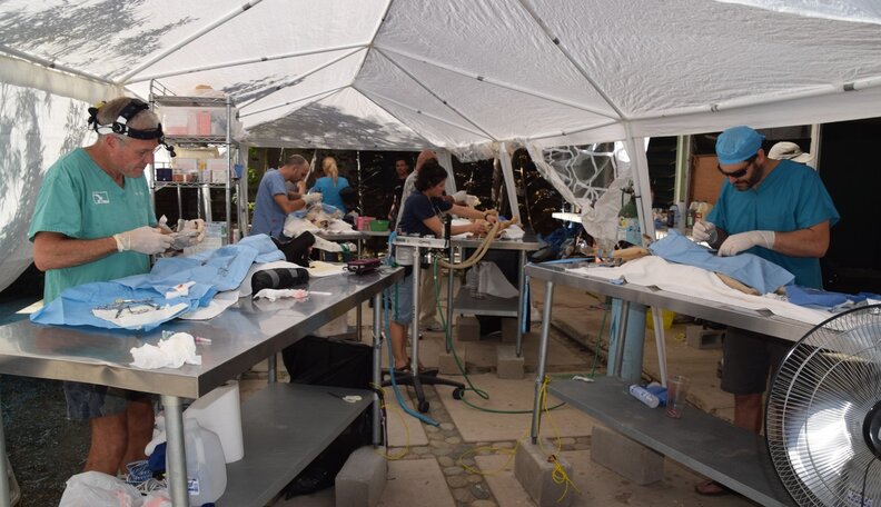 Town Used To Shoot Stray Dogs — Until One Woman Changed Everything ...