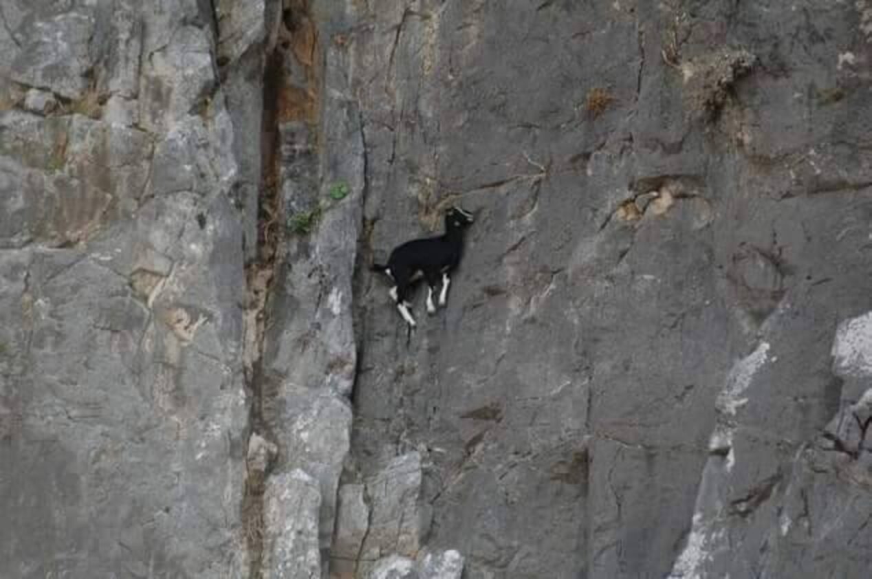 Jaw-Dropping Photos Show How Far Mountain Goats Will Go To Lick Salt ...