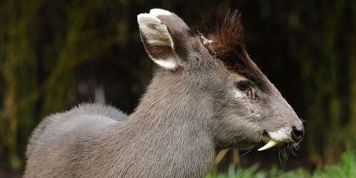 7 Sets Of Teeth That An Orthodontist Would Love - The Dodo