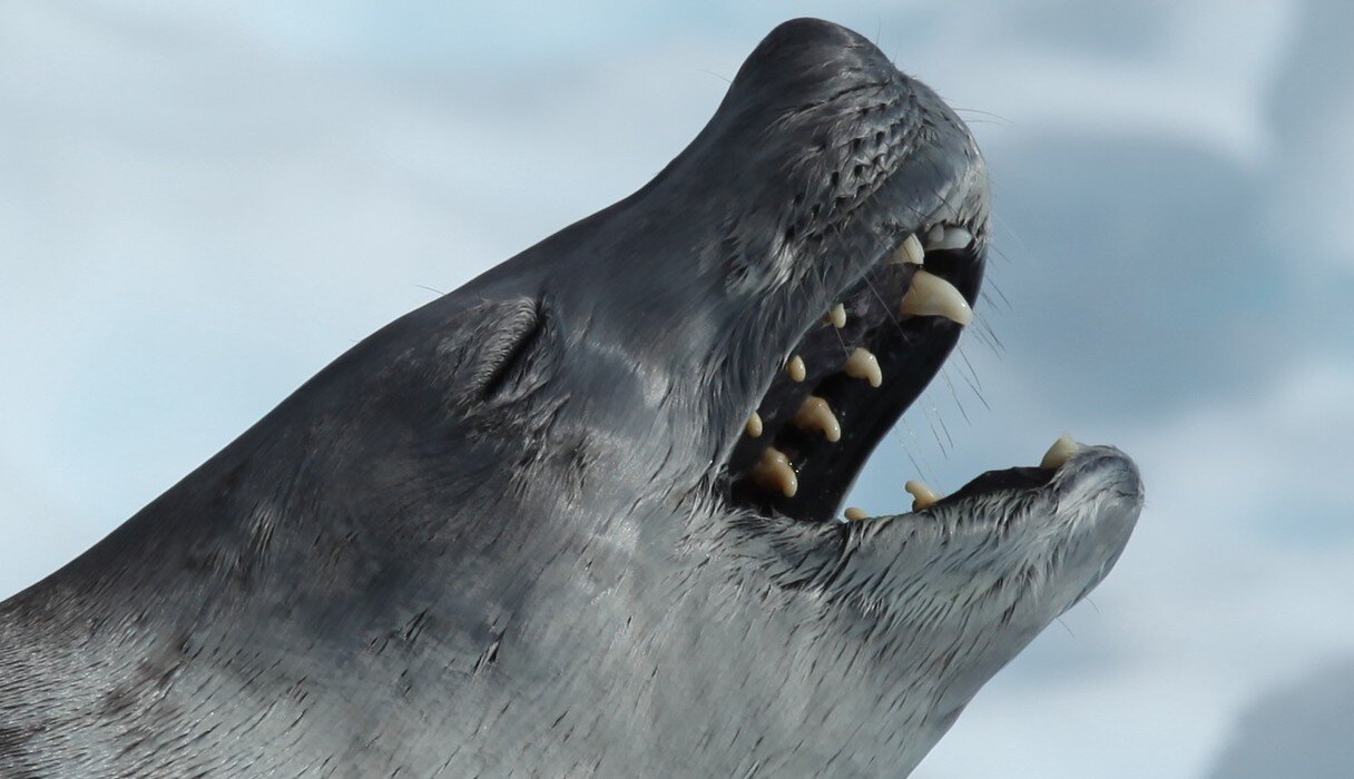 7 Sets Of Teeth That An Orthodontist Would Love - The Dodo