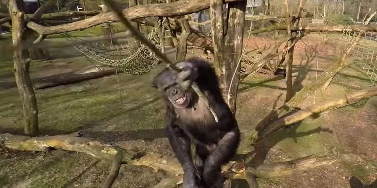 Fearless Chimp Totally Destroys Drone With One Swinging Smash - The Dodo