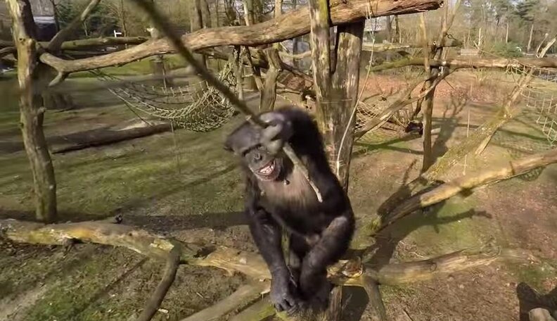 Fearless Chimp Totally Destroys Drone With One Swinging Smash - The Dodo