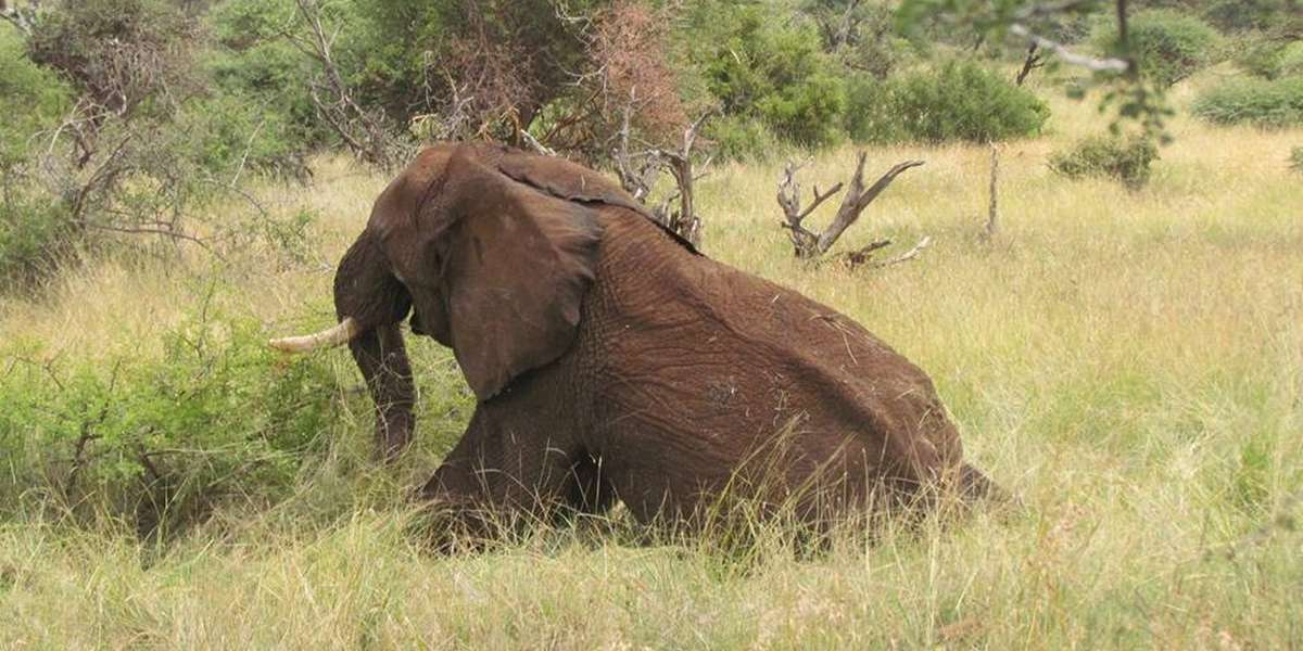 Unstoppable Elephant Was Brutally Shot. He Refused To Die. - The Dodo