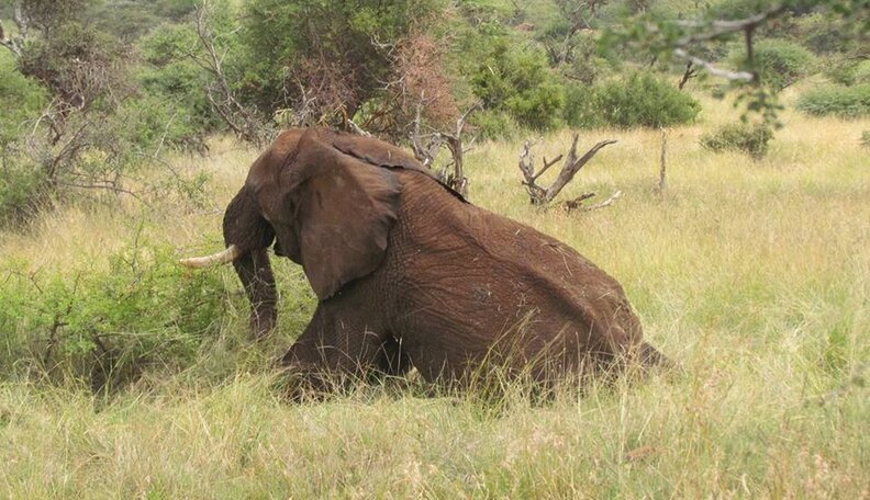 Unstoppable Elephant Was Brutally Shot. He Refused To Die. - The Dodo
