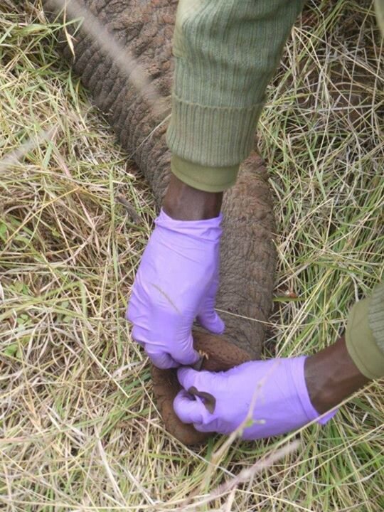 Unstoppable Elephant Was Brutally Shot. He Refused To Die. - The Dodo