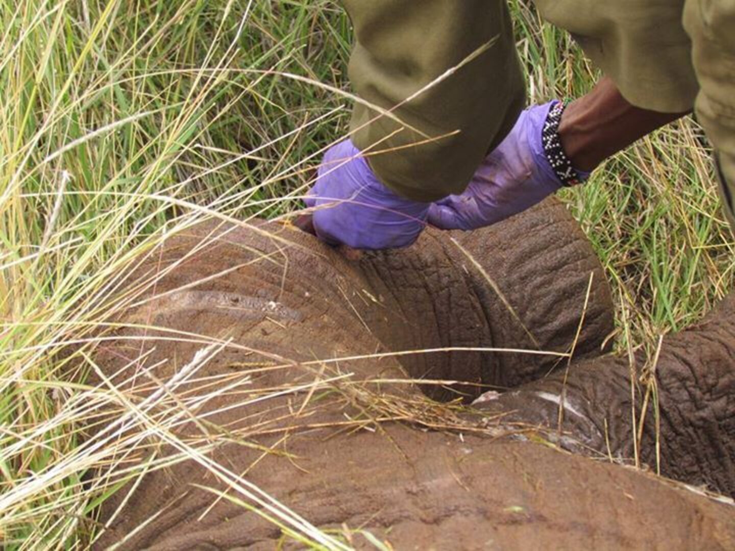 Unstoppable Elephant Was Brutally Shot. He Refused To Die. - The Dodo