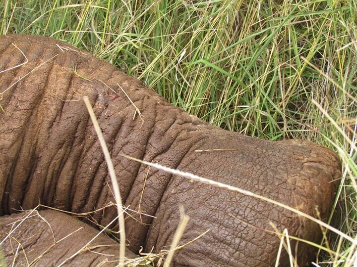 Unstoppable Elephant Was Brutally Shot. He Refused To Die. - The Dodo