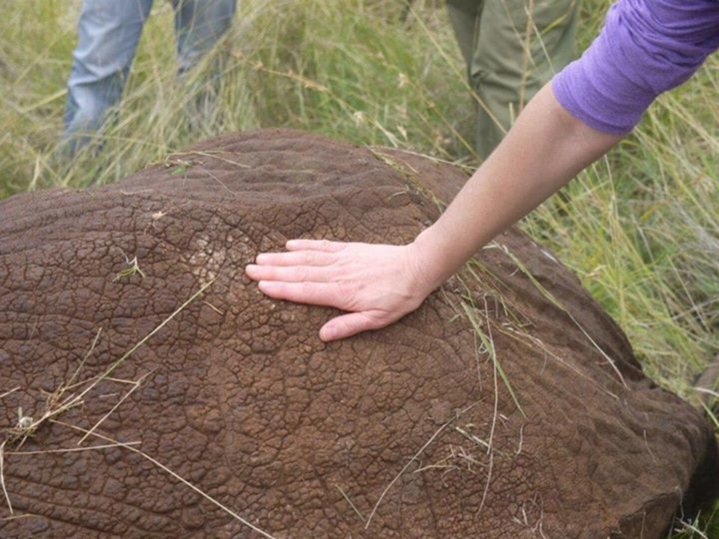 Unstoppable Elephant Was Brutally Shot. He Refused To Die. - The Dodo