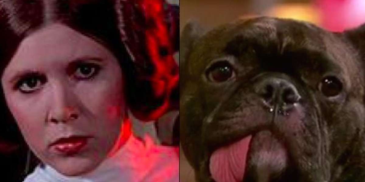 Carrie Fisher’s Dog Shows Us All It’s OK To Be A Little Different - The ...