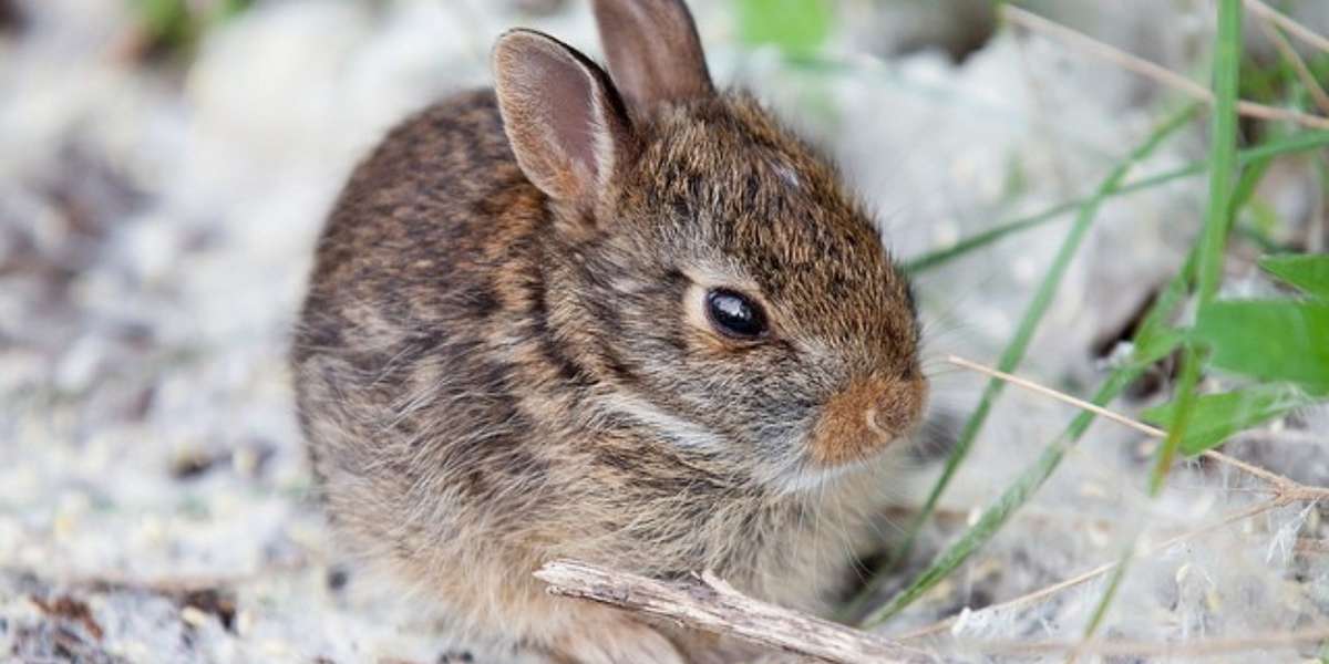 This Summer, Renting Rabbits Is All The Rage In Sweden - The Dodo