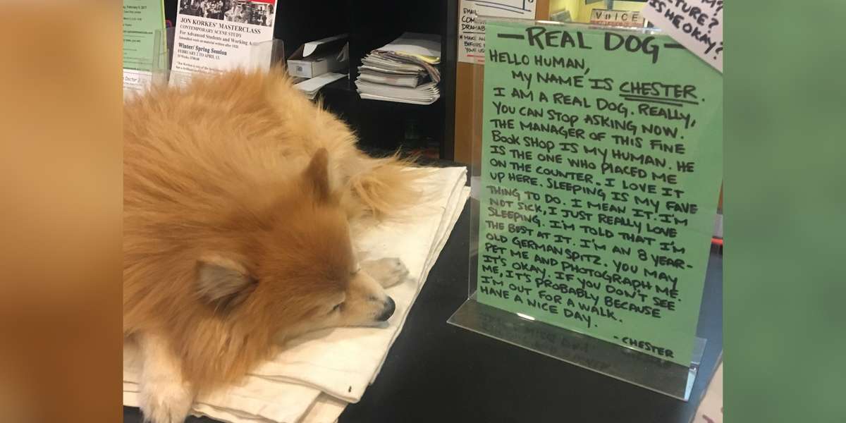 No One Thinks This Dog Is Real — So His Dad Made A Sign - The Dodo