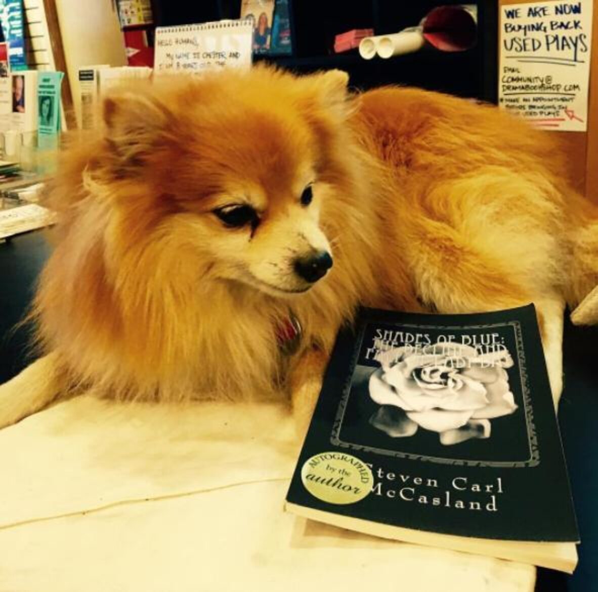 No One Thinks This Dog Is Real — So His Dad Made A Sign - The Dodo