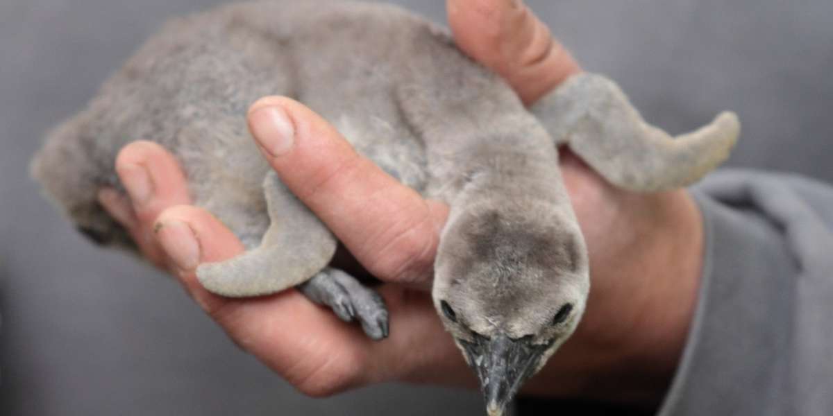 Conservation Project Saves Baby Penguins, One Chick At A Time - The Dodo