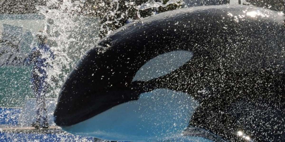 The Truth About 'The Truth About Blackfish' - The Dodo