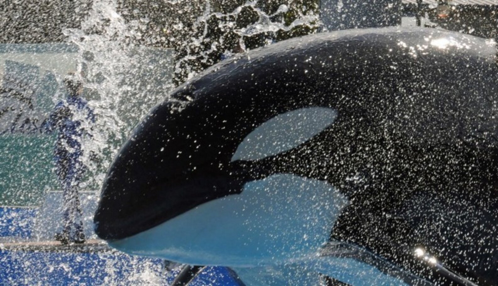 The Truth About 'The Truth About Blackfish' - The Dodo