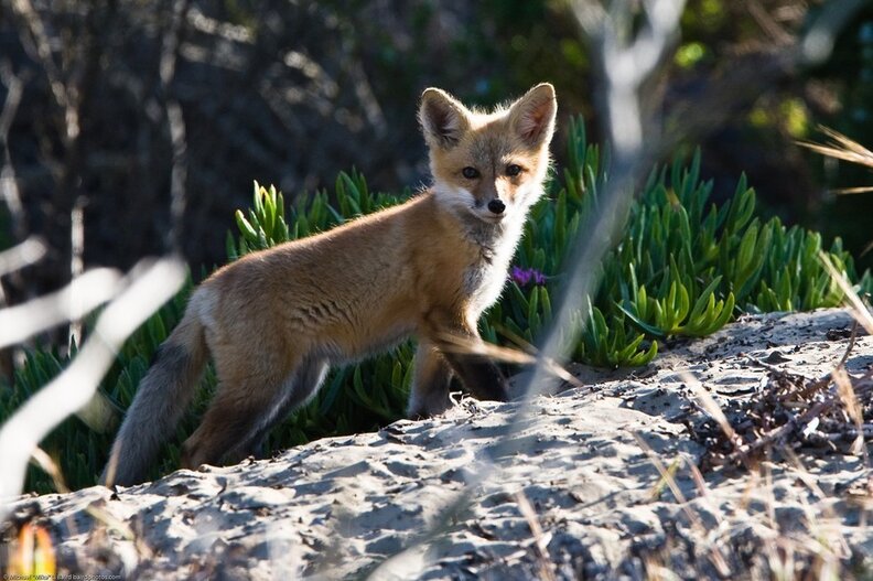 Red Fox Escapee Returned To Staten Island Zoo - The Dodo
