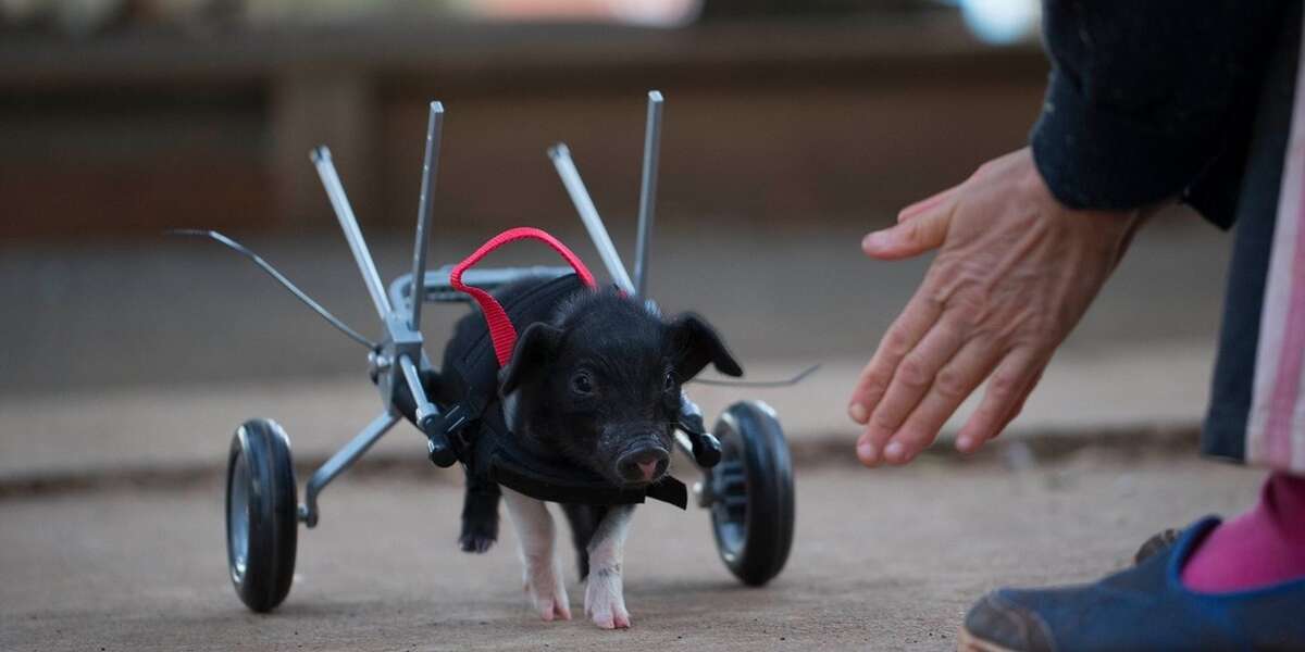 Tiny Disabled Piglet Saved From Slaughter Gets A New Set Of Wheels ...