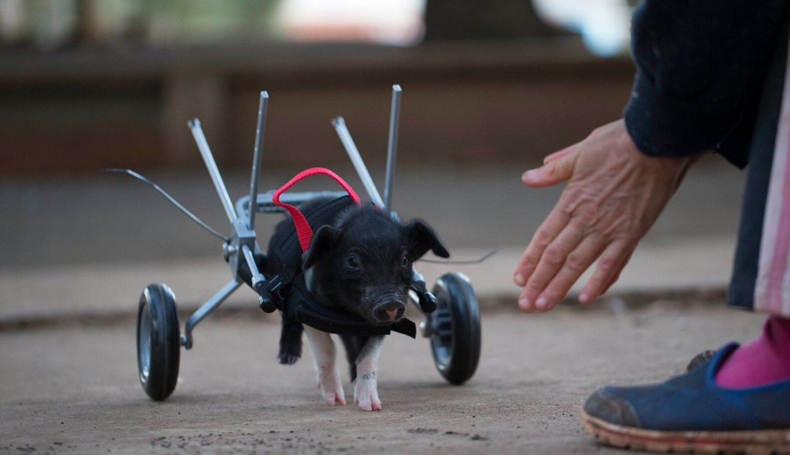 Tiny Disabled Piglet Saved From Slaughter Gets A New Set Of Wheels ...