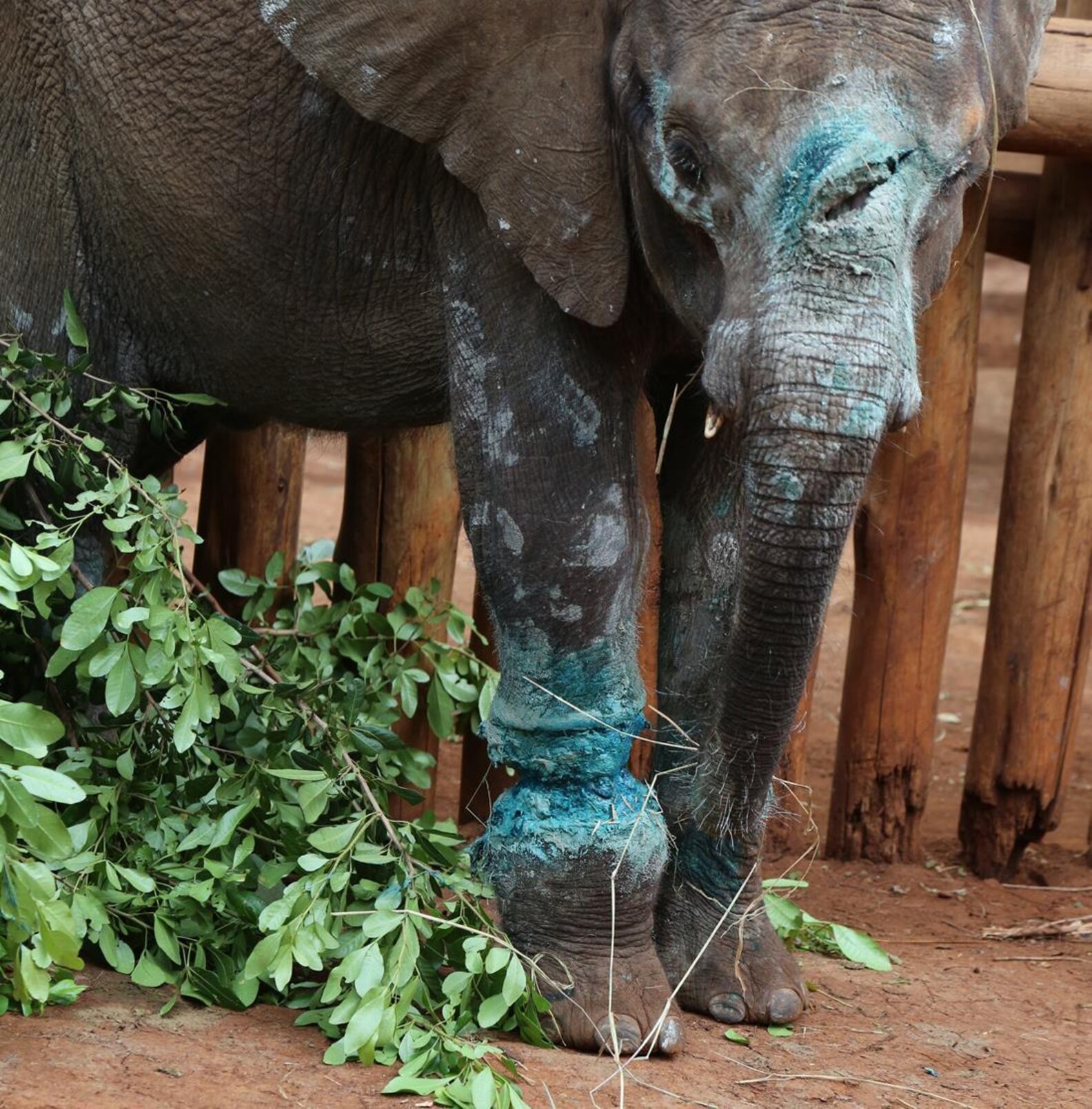 Baby Elephant Who Survived Spear Attack Takes His First Steps - The Dodo