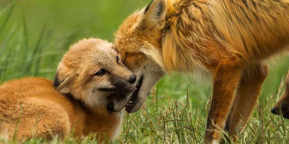Man Writes The Sweetest Tribute To The World's Best Fox Dad - The Dodo