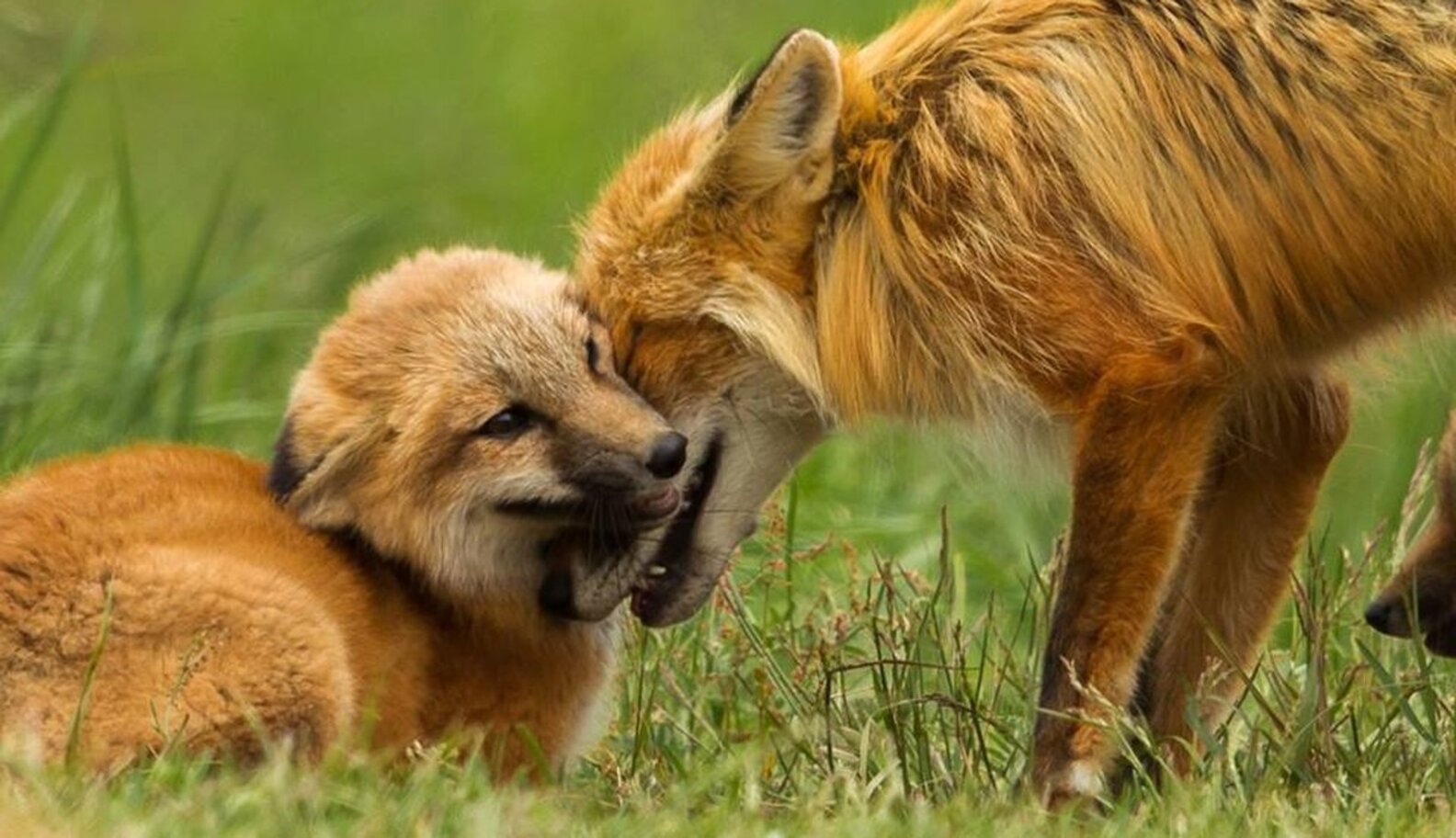 Man Writes The Sweetest Tribute To The World's Best Fox Dad - The Dodo