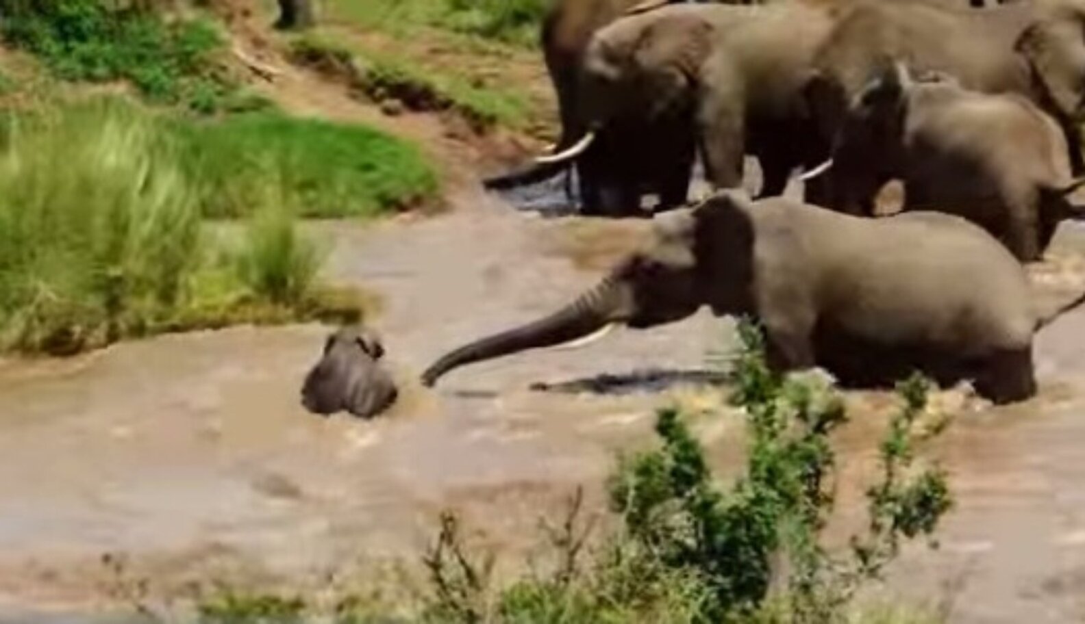 Watch: Elephants Rush To Save Calf From Drowning - The Dodo
