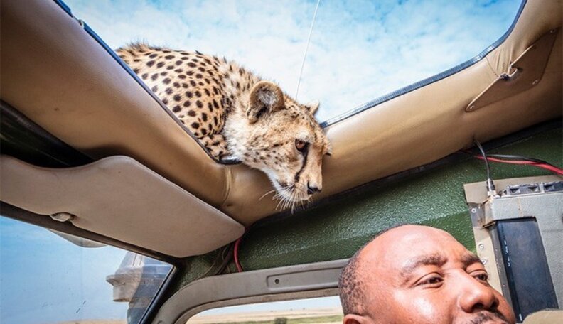 Photographer Captures Remarkable Encounter With Curious Cheetah Cub ...