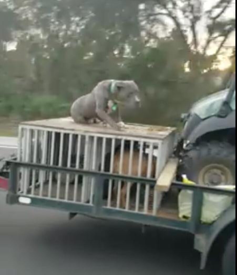 Dog Spotted Chained To Back Of Truck — And It's Totally Legal - The Dodo