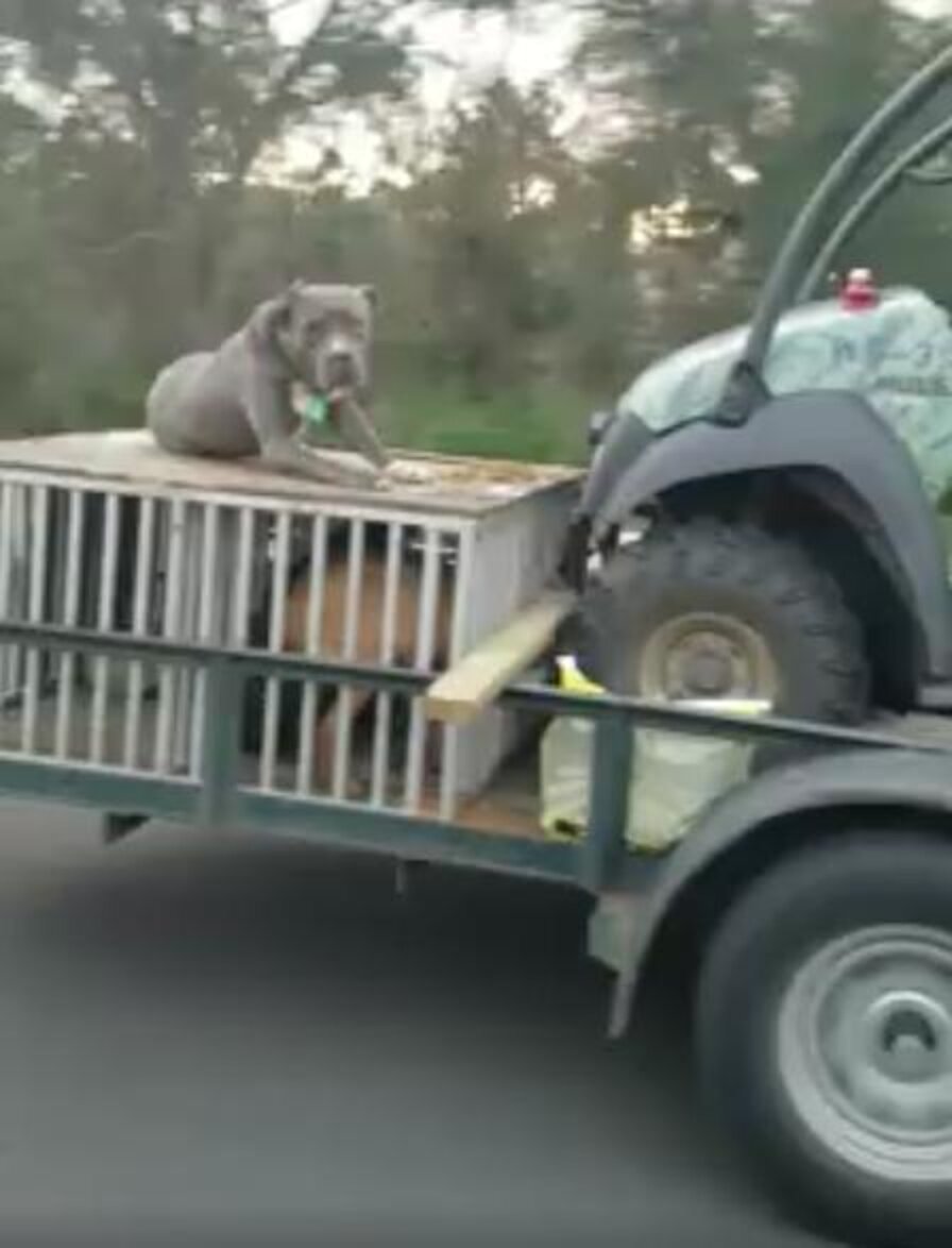 Dog Spotted Chained To Back Of Truck — And It's Totally Legal - The Dodo